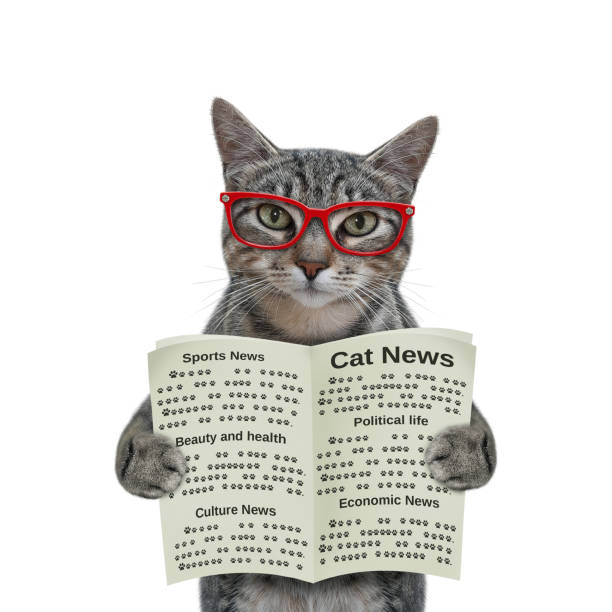 NEWS – Cats Qld